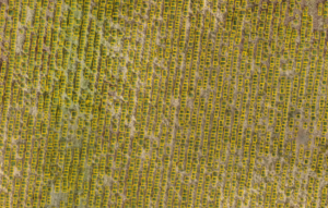 FlyPix AI - Geospatial Analytics Platform